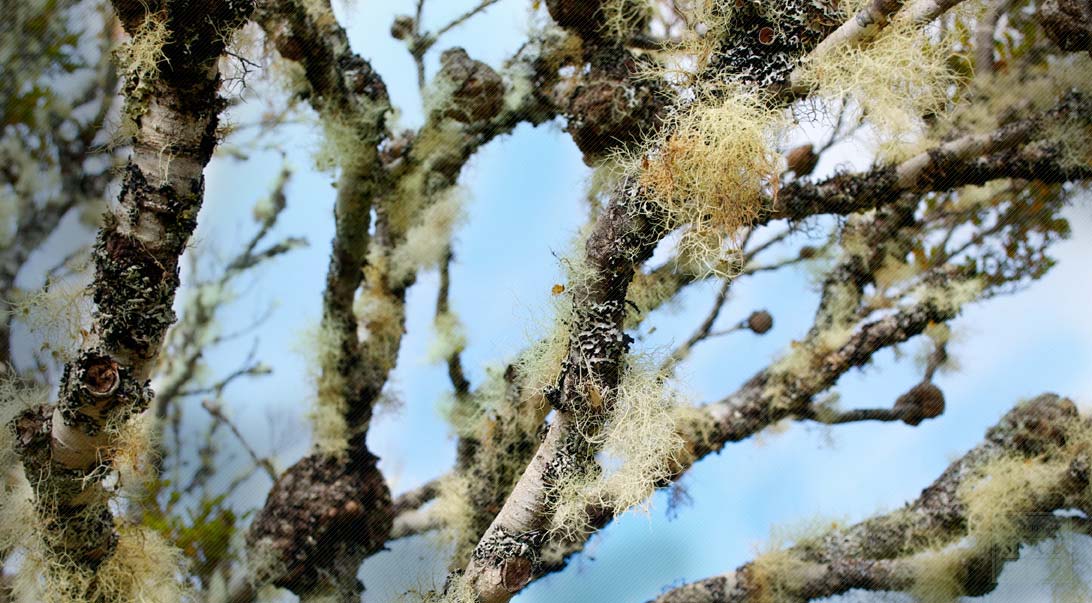 Bulk Usnea | Dried Usnea Herb | Old Man's Beard Moss