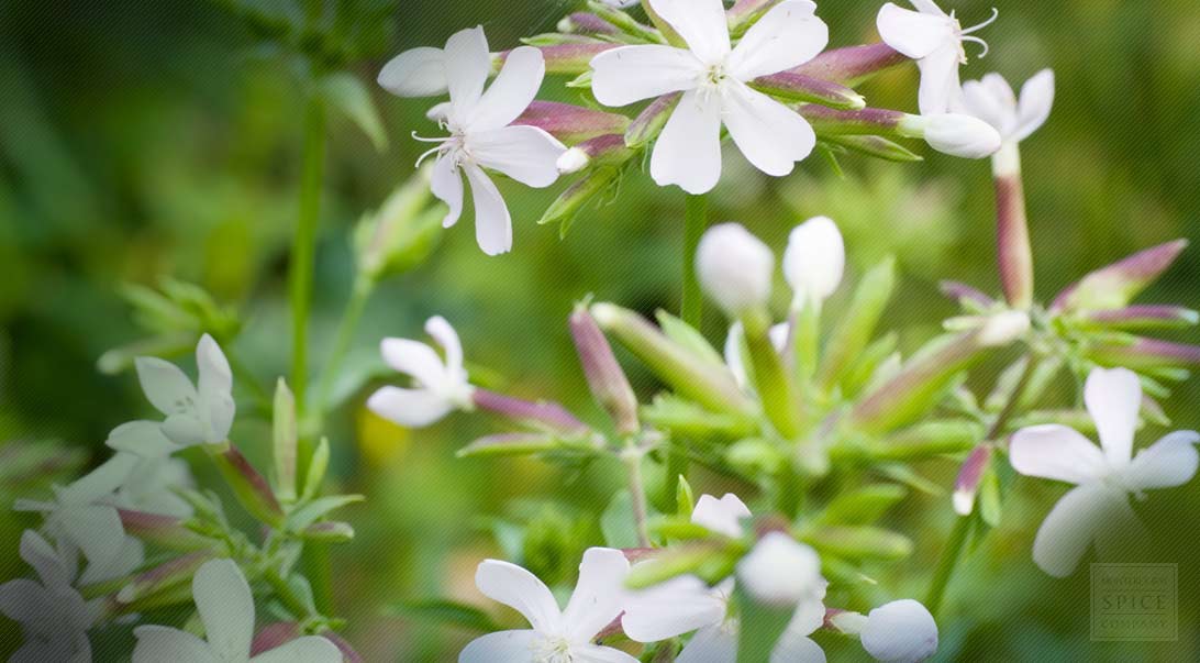 Wholesale Soapwort | Monterey Bay Herb Co