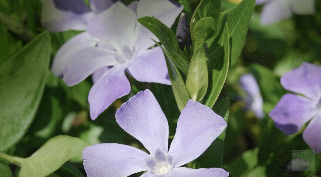 Wholesale Periwinkle | Monterey Bay Herb Co