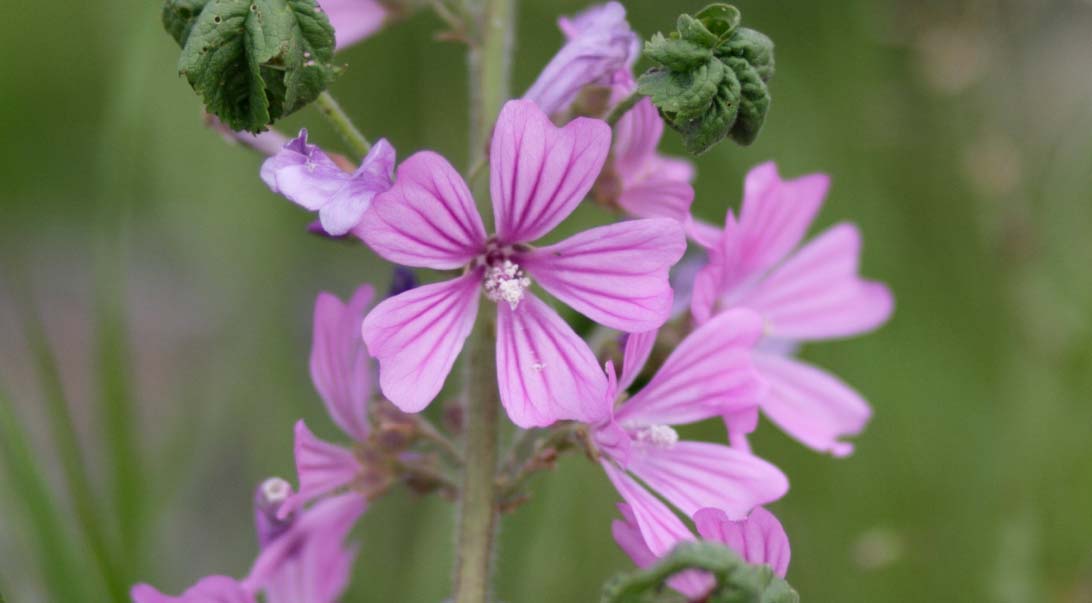 Wholesale Malva | Monterey Bay Herb Co