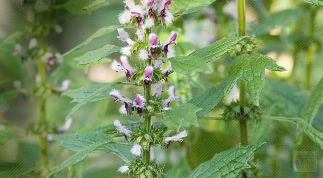 Buy Wholesale Motherwort | Monterey Bay Herb Co