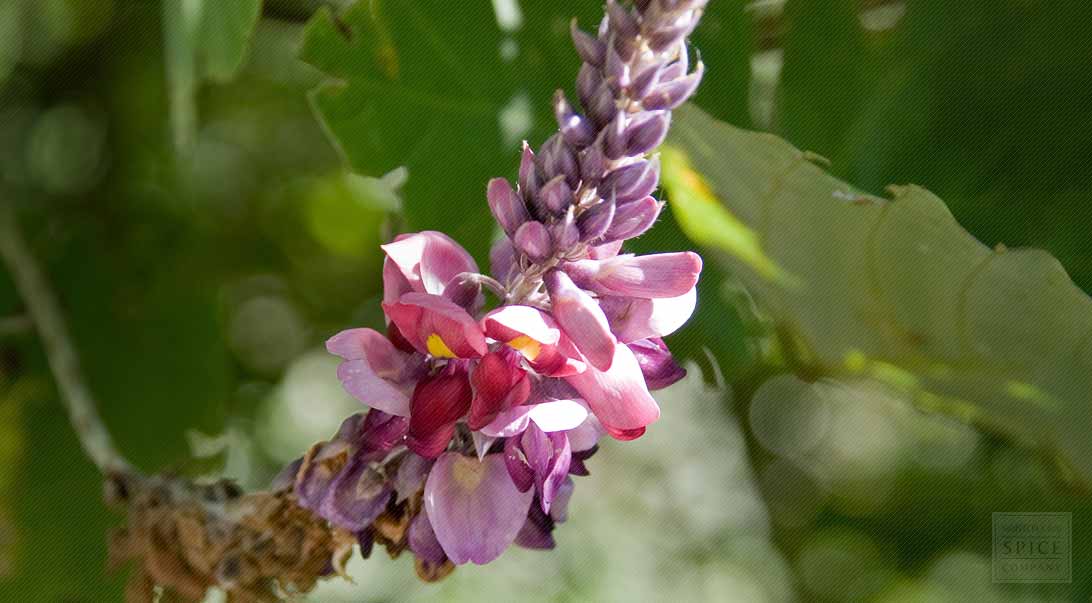 Wholesale Kudzu | Monterey Bay Herb Co