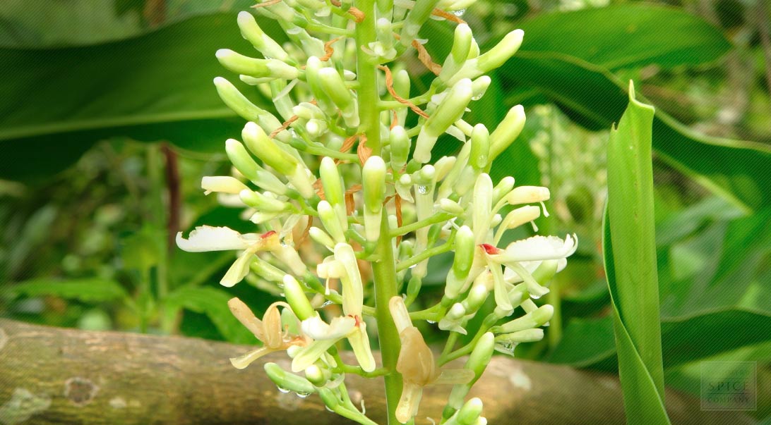 Galangal Facts And Health Benefits, 45% OFF