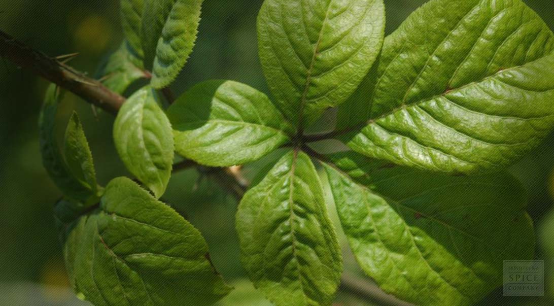 Eleuthero root Information and Medicinal Properties, Buy Bulk