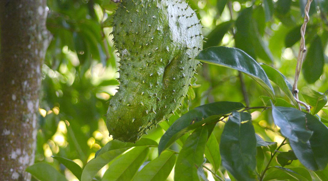 Wholesale Graviola | Monterey Bay Herb Co