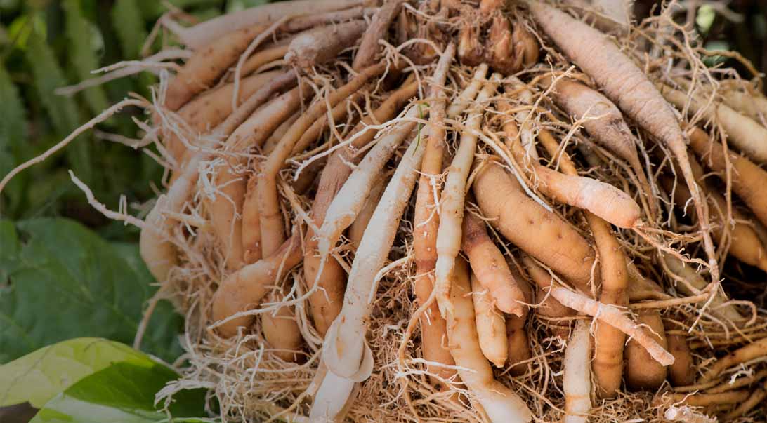 Wholesale Organic Shatavari | Monterey Bay Herb Co