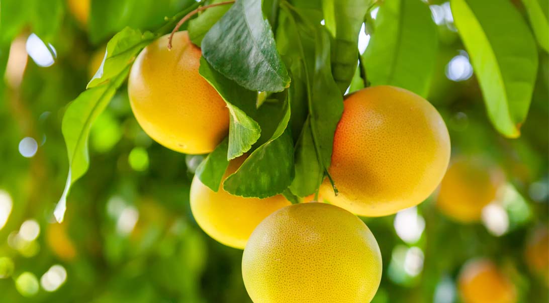 Wholesale Dried Grapefruit Peel | Grapefruit Rinds