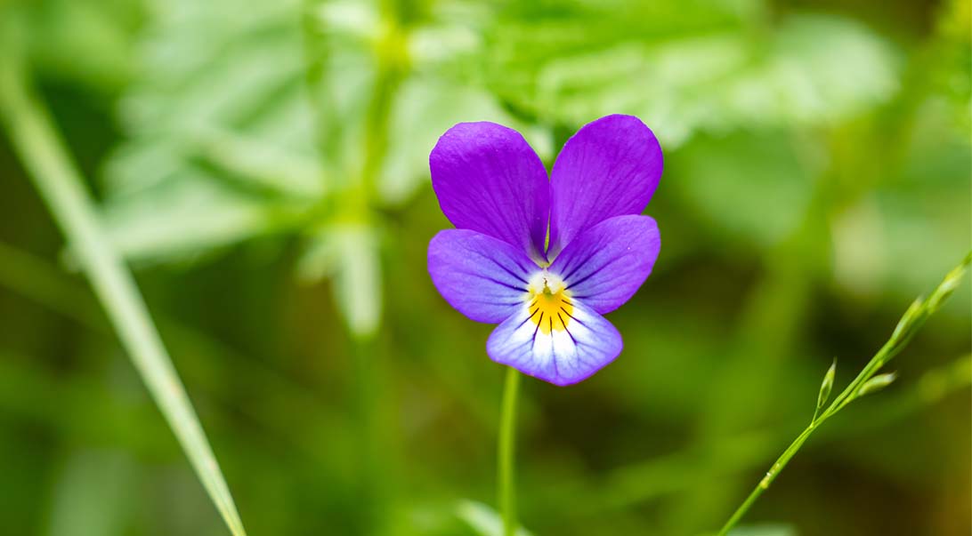 Wholesale Violet Leaf | Monterey Bay Herb Co