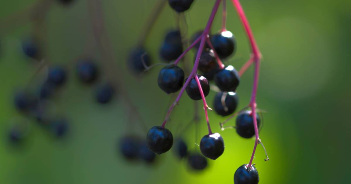 Seasonal Herbs for Fall & Winter Wellness & Flavor | HerbCo