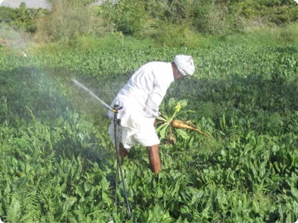 Bulk Herbs, Bulk Spices and Bulk Herbal Teas